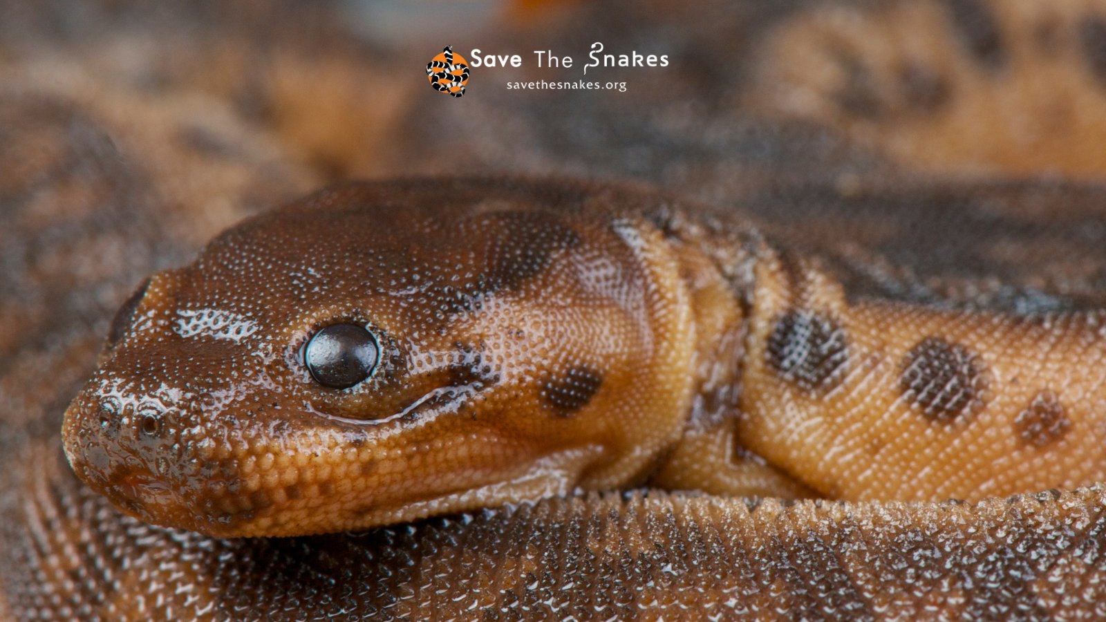 Crazy Looking Snakes