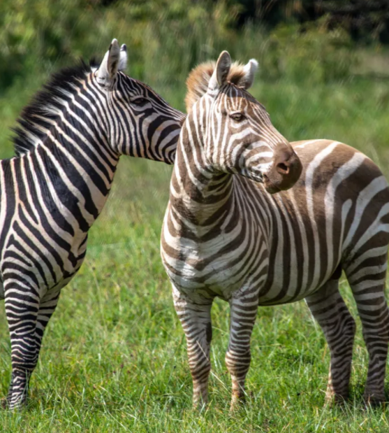 O aparecimento de zebras com anomalias no pelo parece estar aumentando ...
