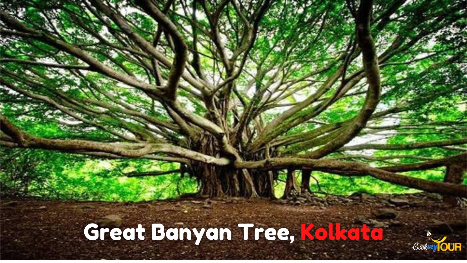 Widest Banyan Tree In The World