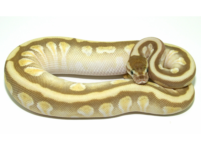 Pastel Soulsucker Ball Python