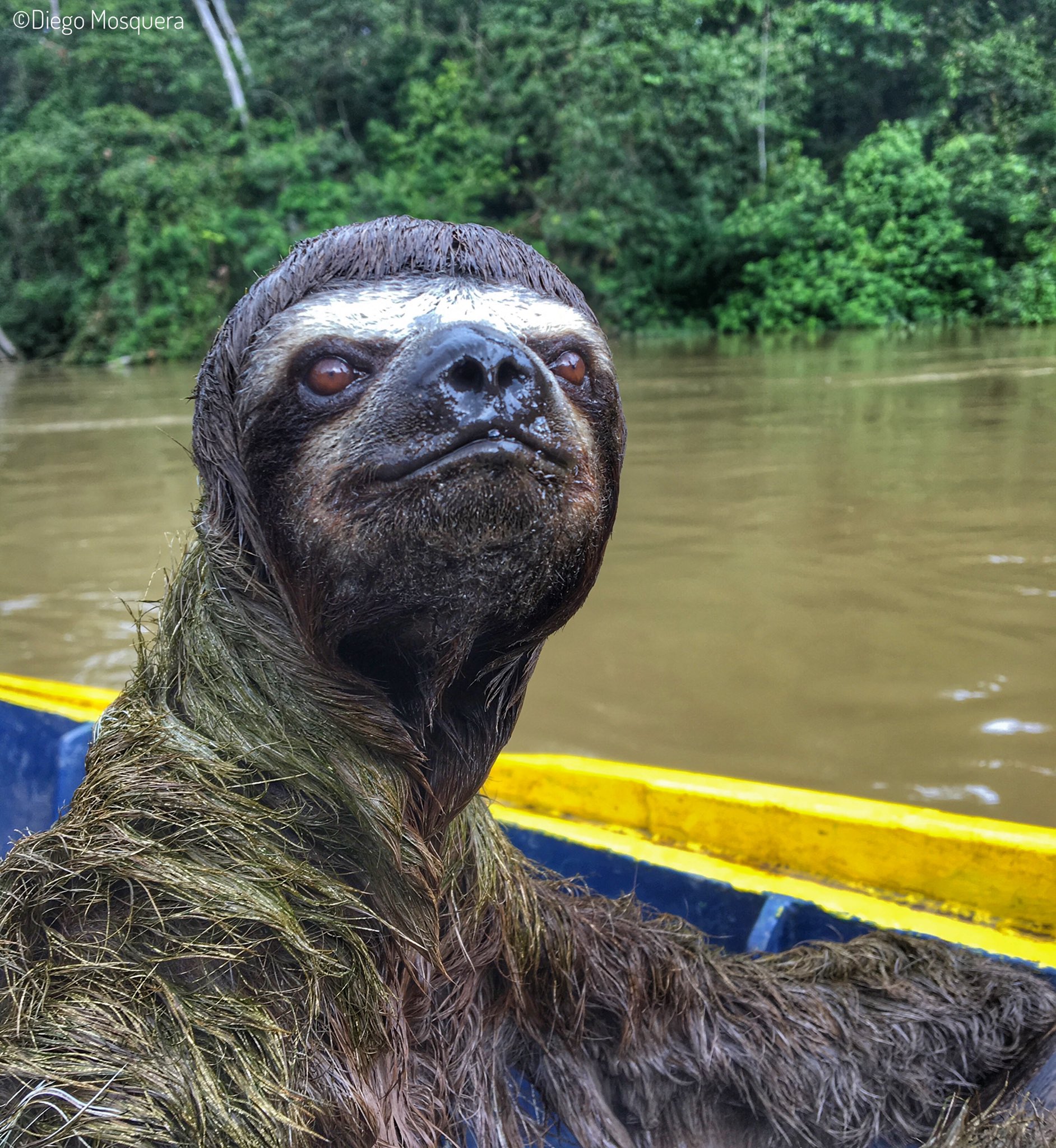 Funny Looking Sloths