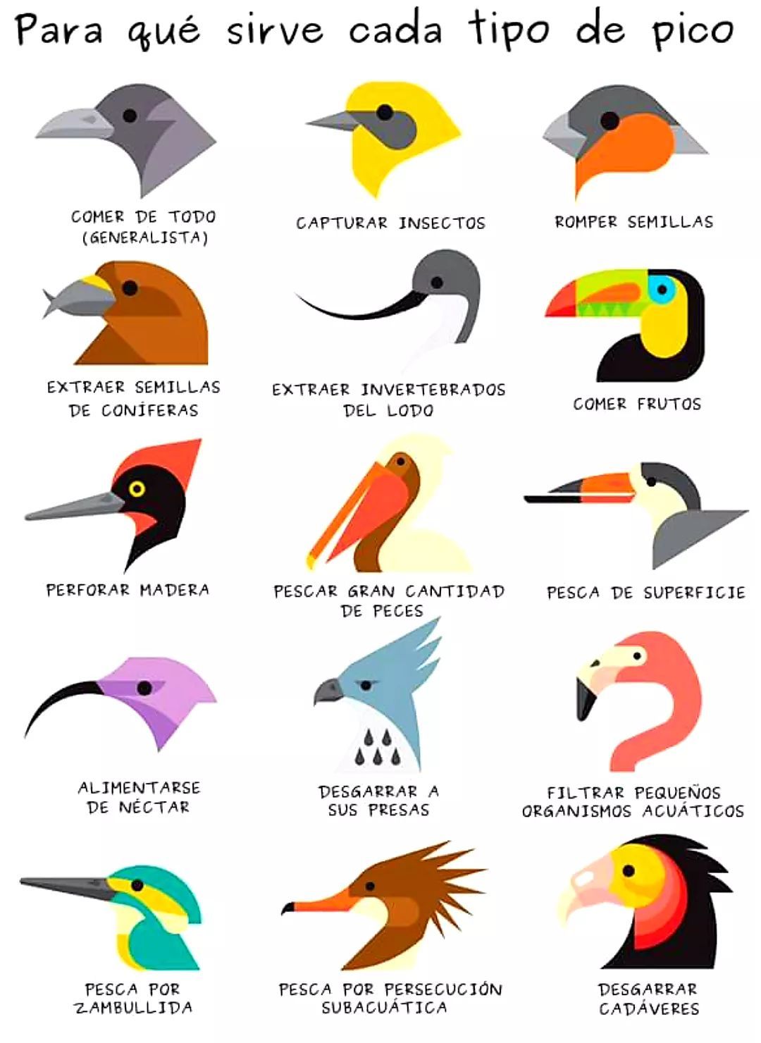 Fundación Biodiversidad on Twitter: "¿Qué indica la forma del pico de las aves? Mira la variedad ...