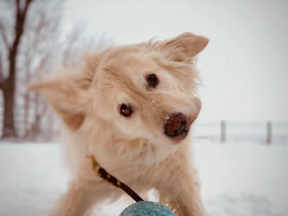 Can Dogs Get A Brain Freeze