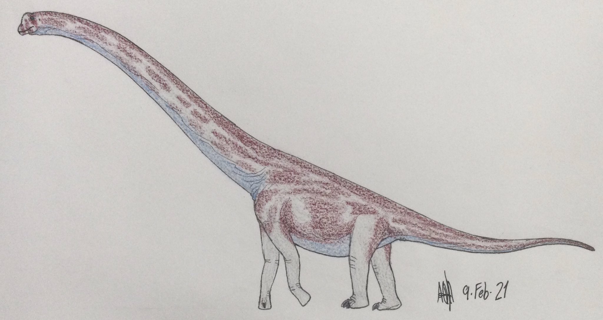 Sauroposeidon Skeleton