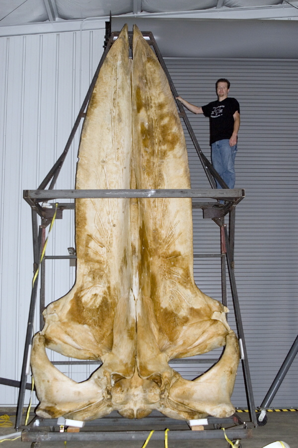 Blue Whale Compared To A Human