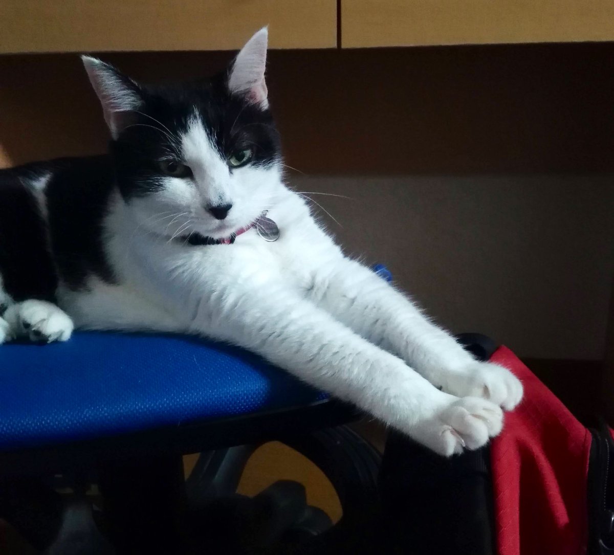 ももとら (@Momo_toramaru_) | Twitter