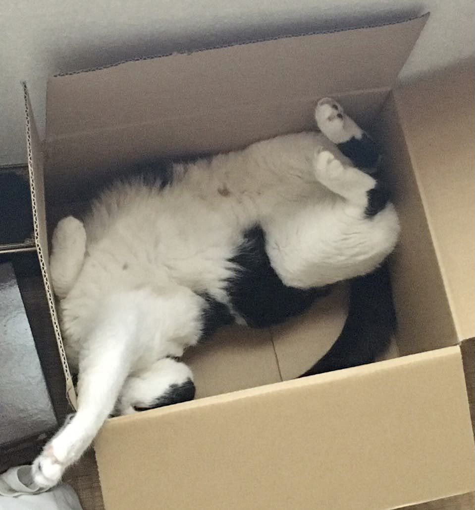 ももとら (@Momo_toramaru_) | Twitter