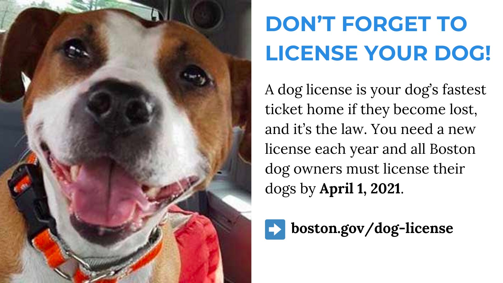 Do All Dogs Need To Be Licensed