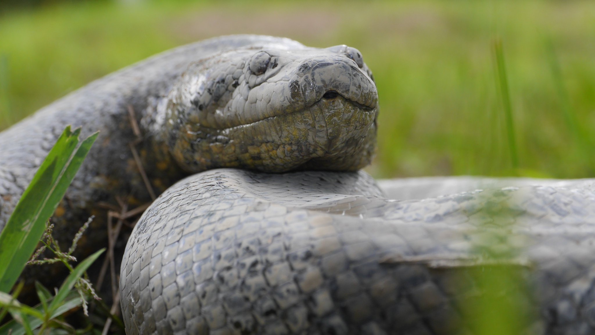 Giant Green Anaconda Teeth