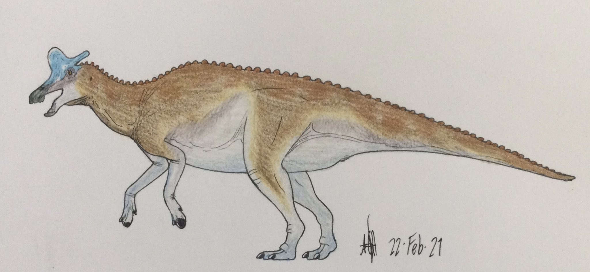 Lambeosaurus Skeleton