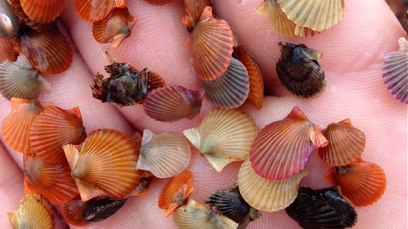 The Cape Cod Museum of Natural History – Cape For Good