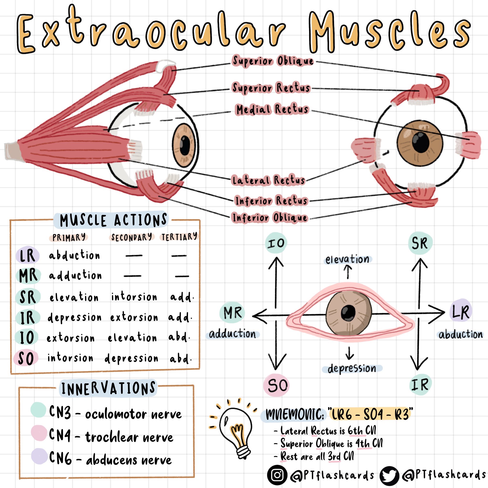 Extrinsic Eye Muscles Diagram