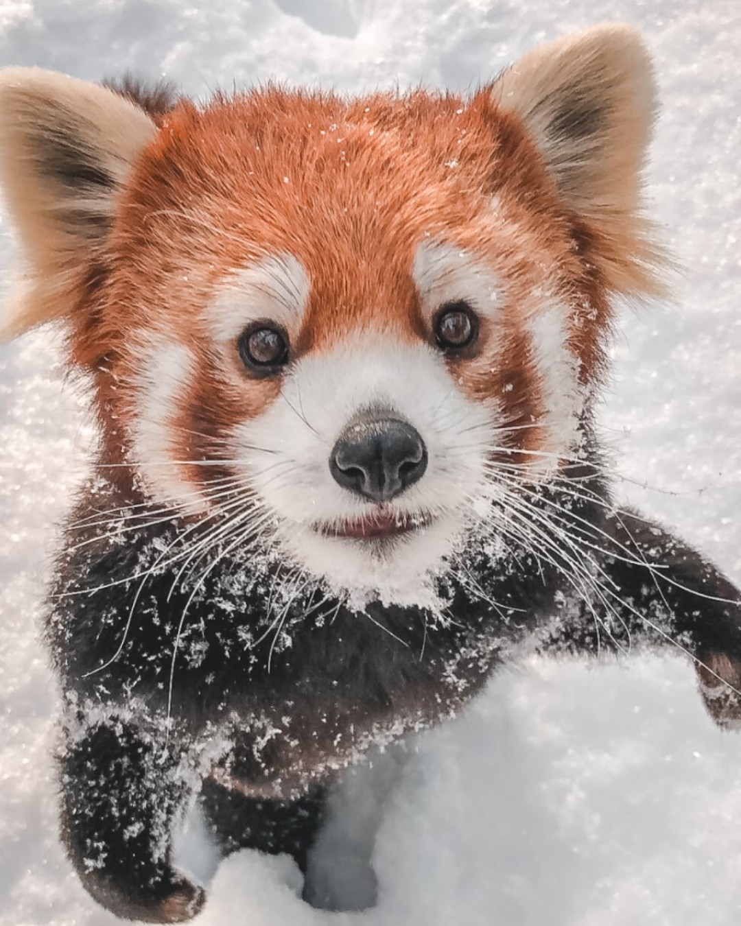 Red Panda Playing In Snow