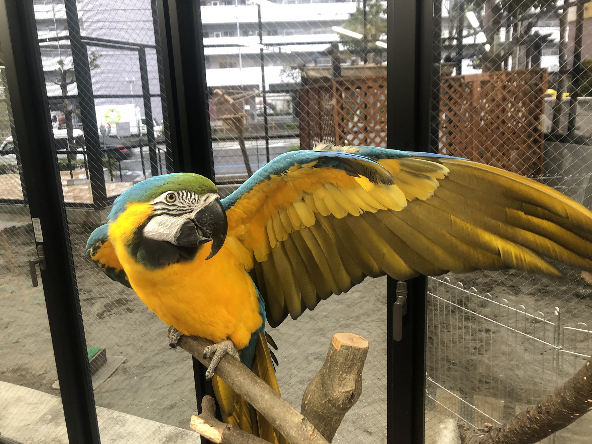 【公式】TCA東京ECO動物海洋専門学校 on Twitter: "カメラを向けたらカッコよくキメてくれました😍 さすがるり子さんです。 これからもナイスな写真お願いします‼️ この学校の資料 ...