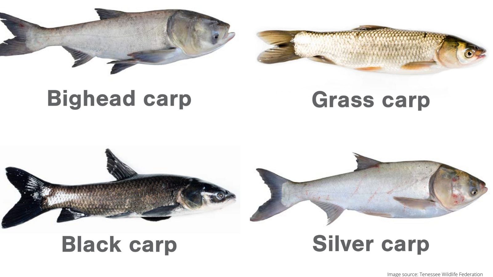 Bighead Carp