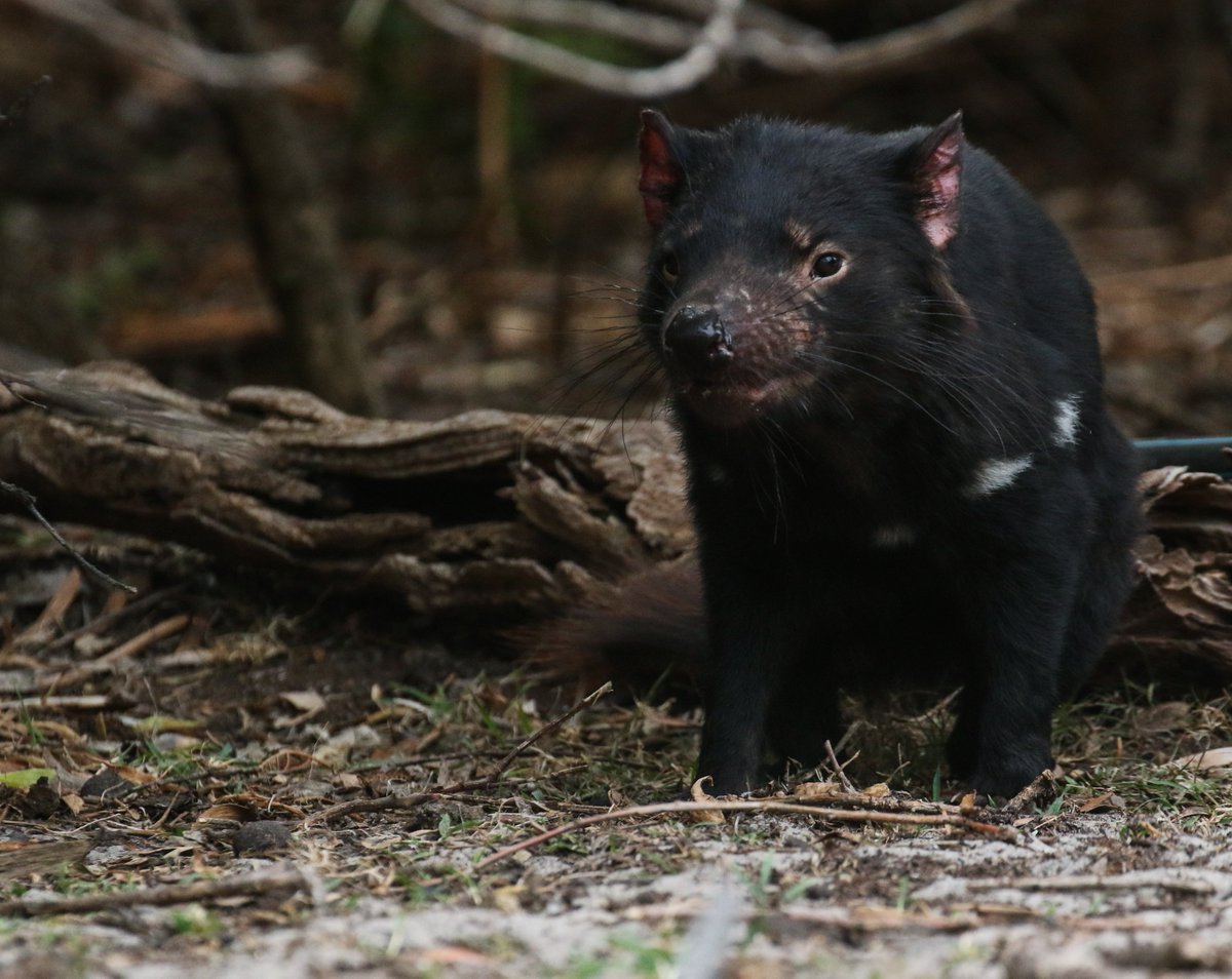 Tasmanian Devil Pfp / Bugs bunny & tazmanian devil | looney tunes | wb ...