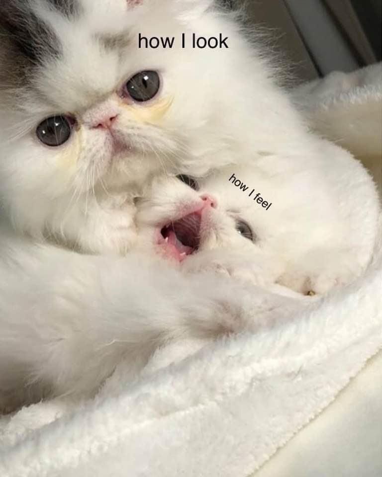 Internally Screaming Imgur