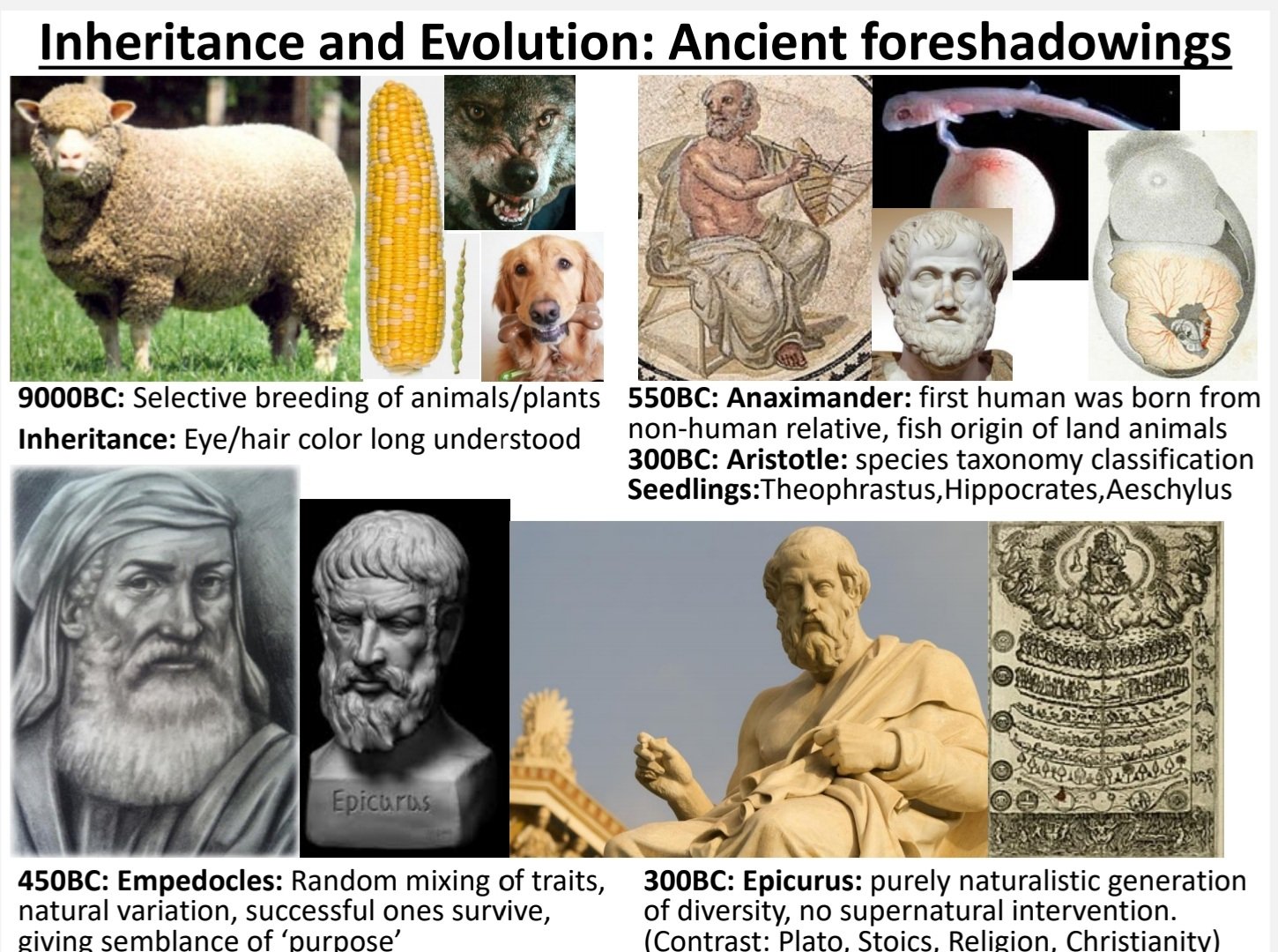 Anaximander Evolution