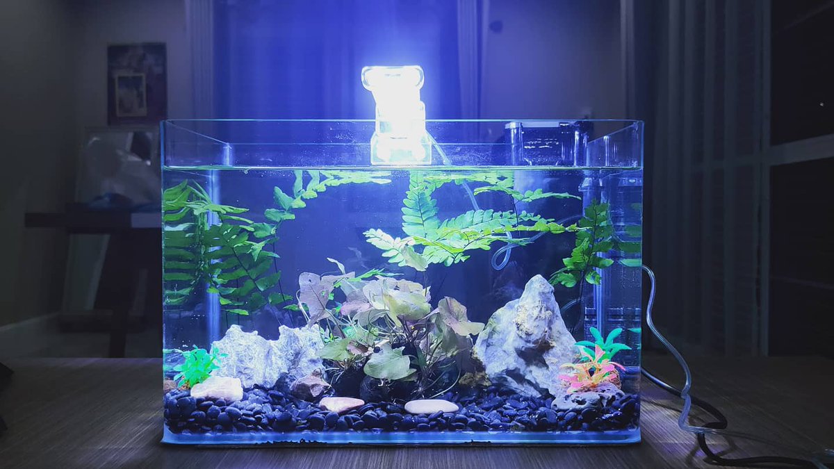 Tae Patchara (@TaePatchara) | Twitter