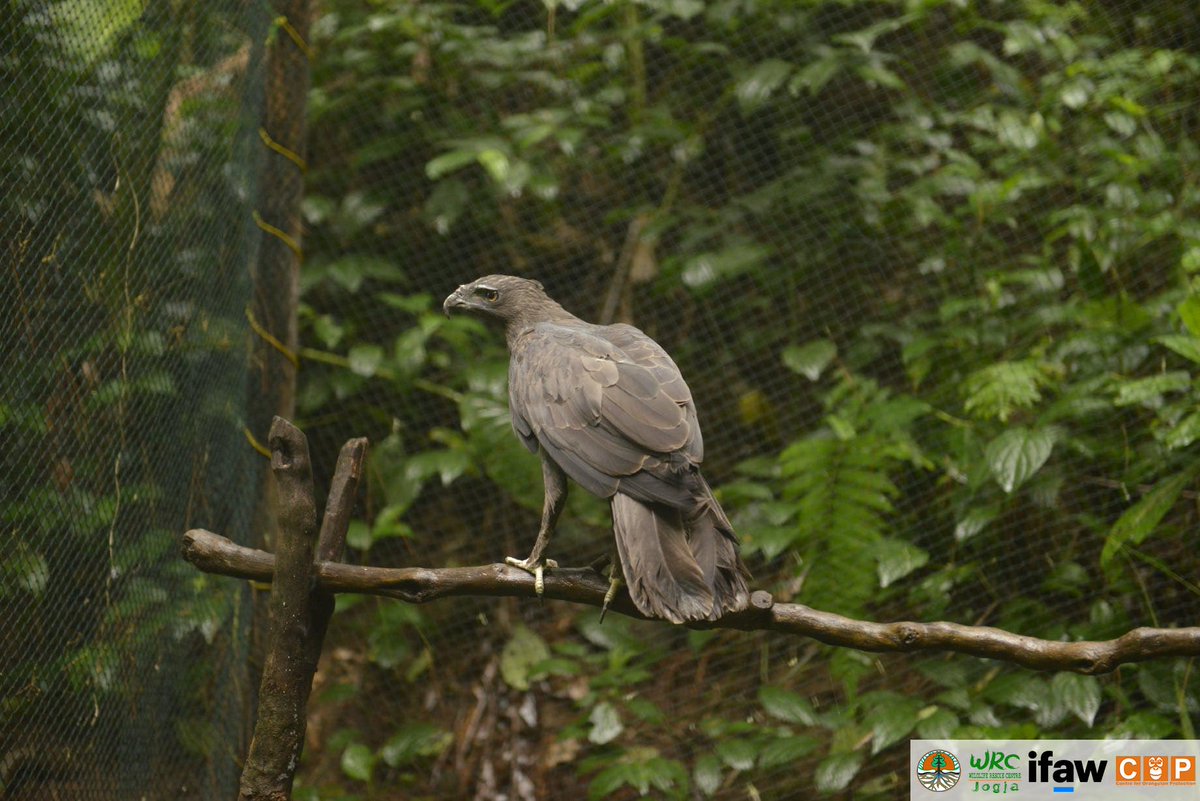 Himitsu (@imimimimnothing) | Twitter