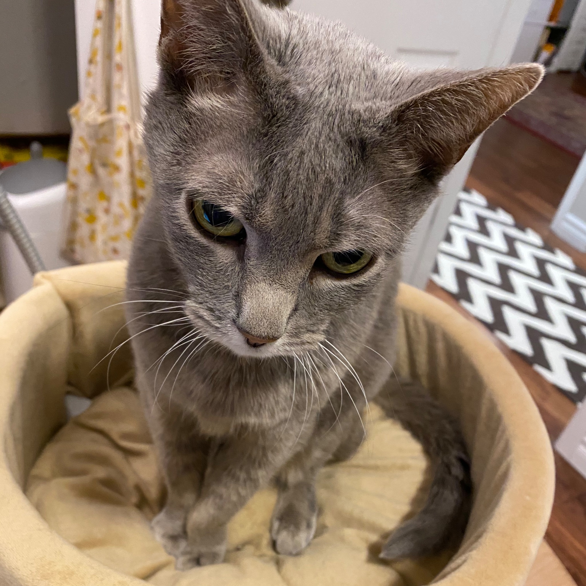 Disapproving Face Cat