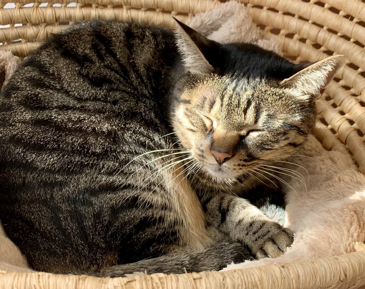 ももとら (@Momo_toramaru_) | Twitter