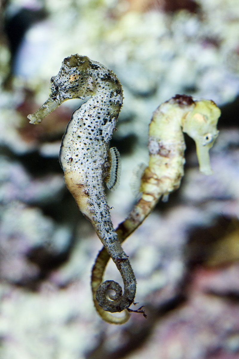 Seahorses Holding Tails