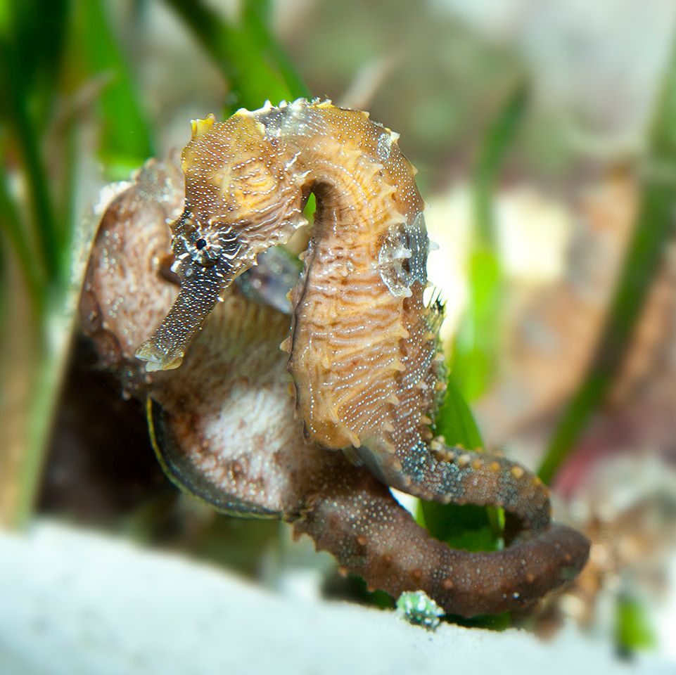 Seahorses Holding Tails Fish In Focus The West Australian Seahorse