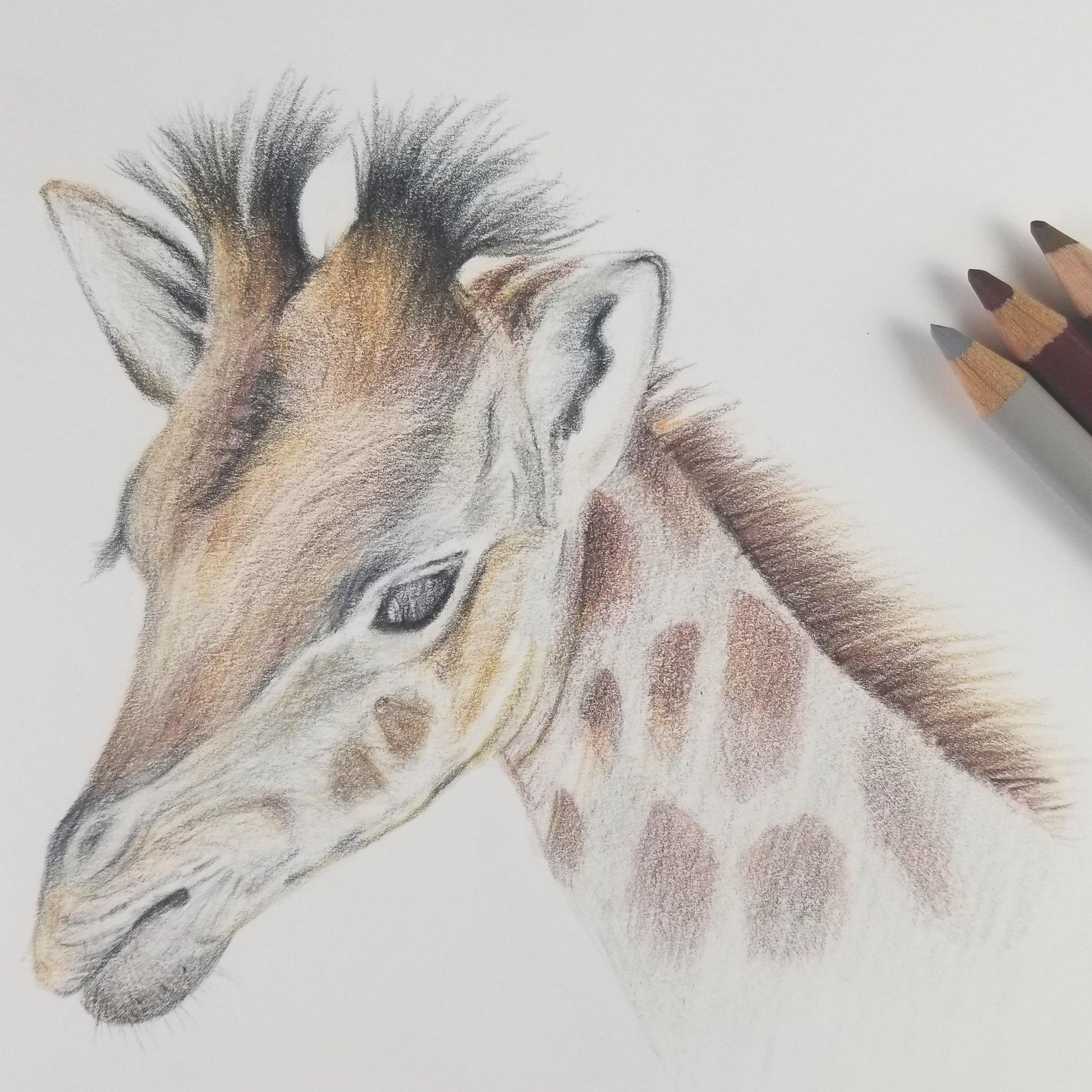 Giraffe And Baby Pencil Drawing