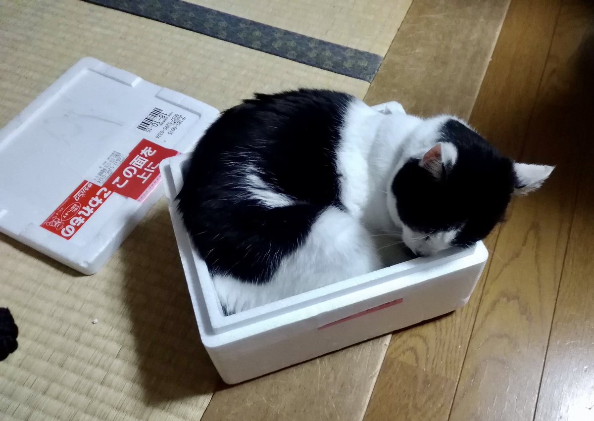 ももとら (@Momo_toramaru_) | Twitter