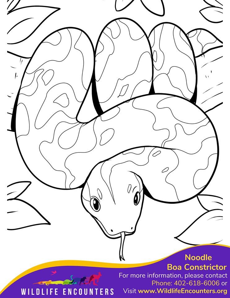 Burmese Python Coloring Pages