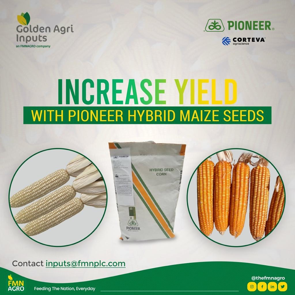 Hybrid Maize Seeds
