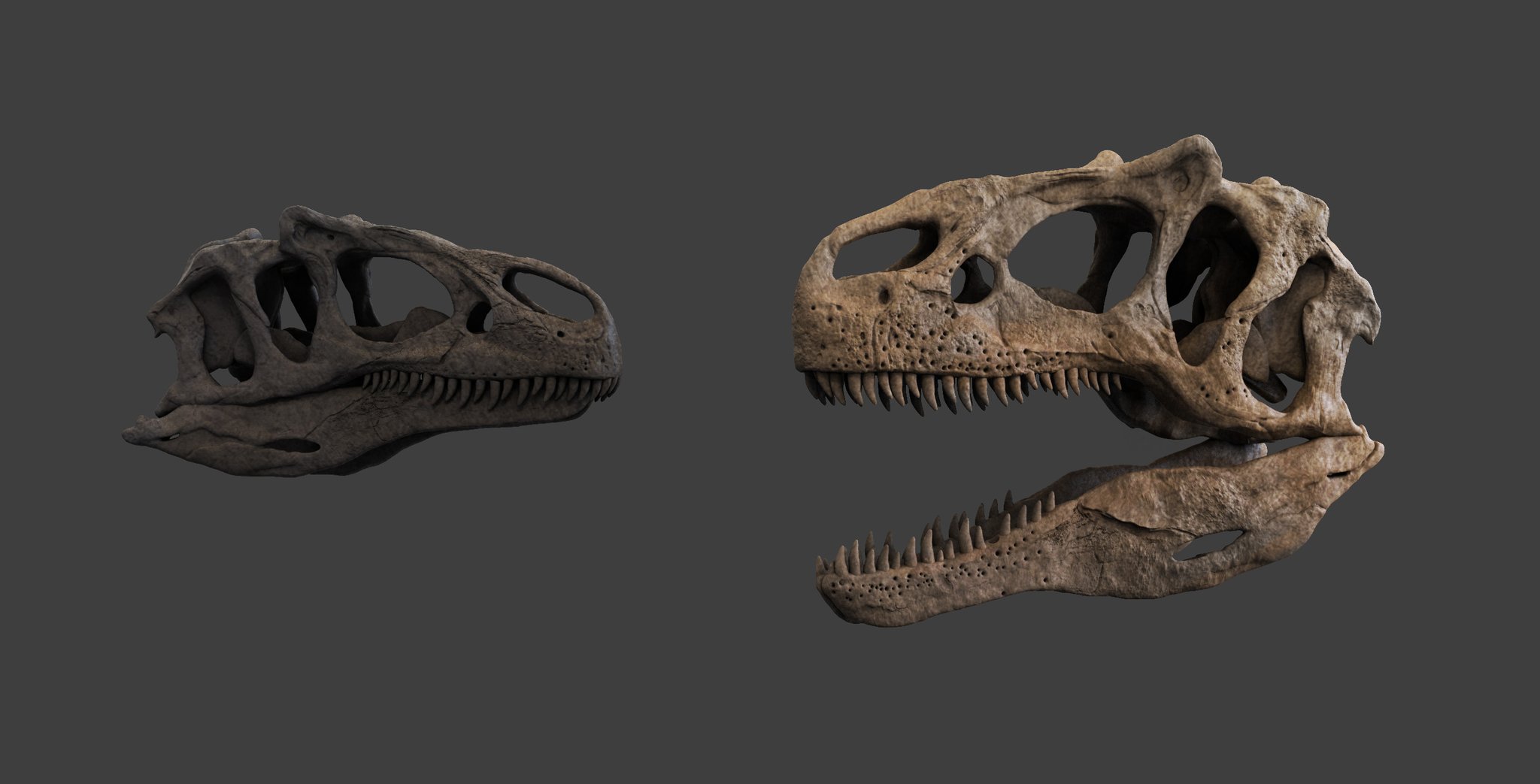 Allosaurus Fragilis Skull