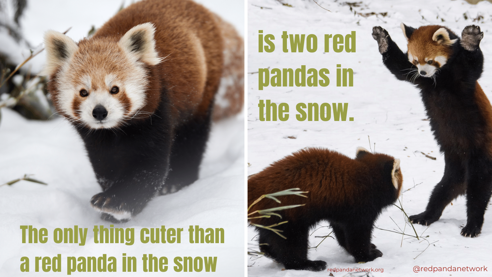 Red Panda Memes