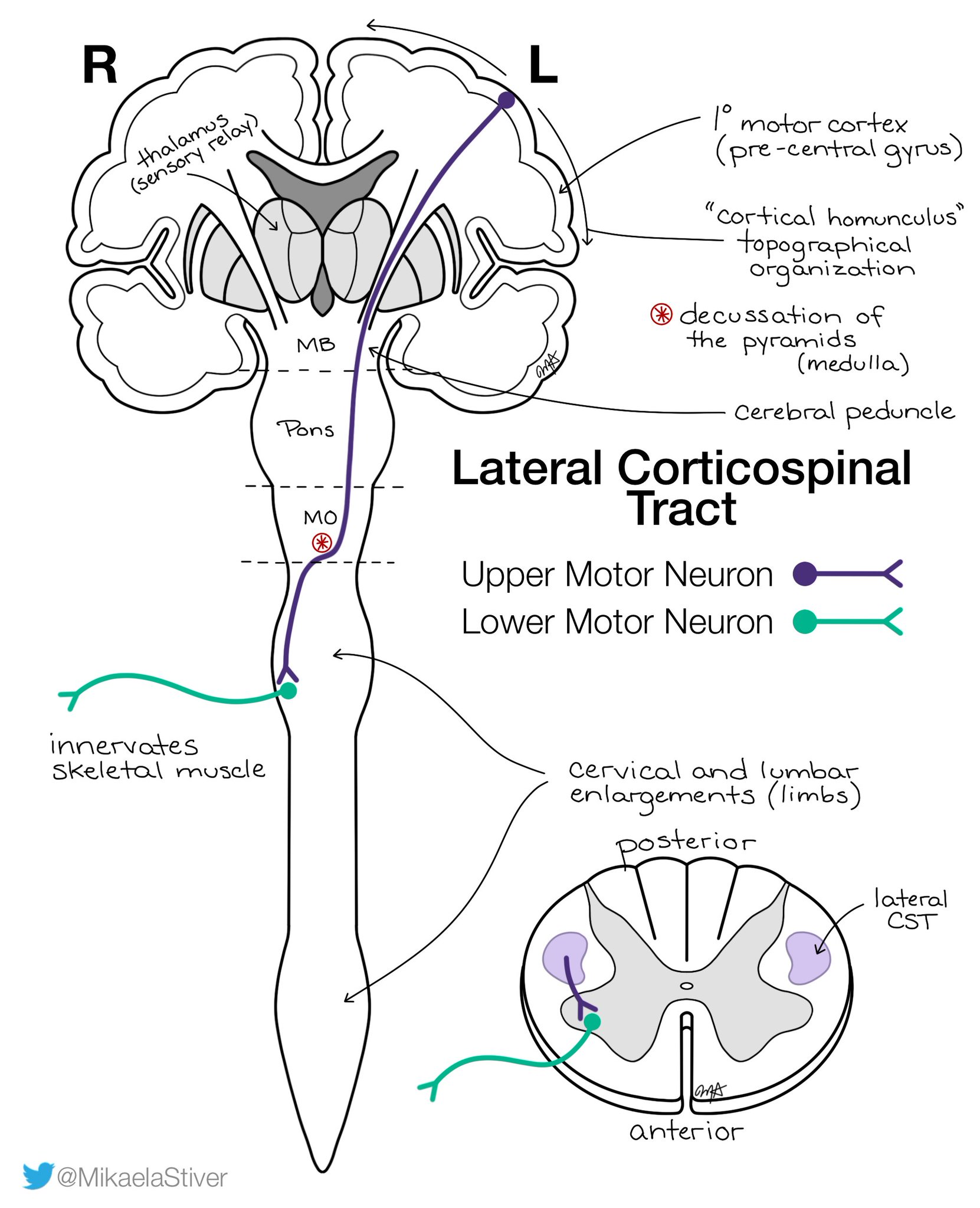 Corticospinal Tract Medulla