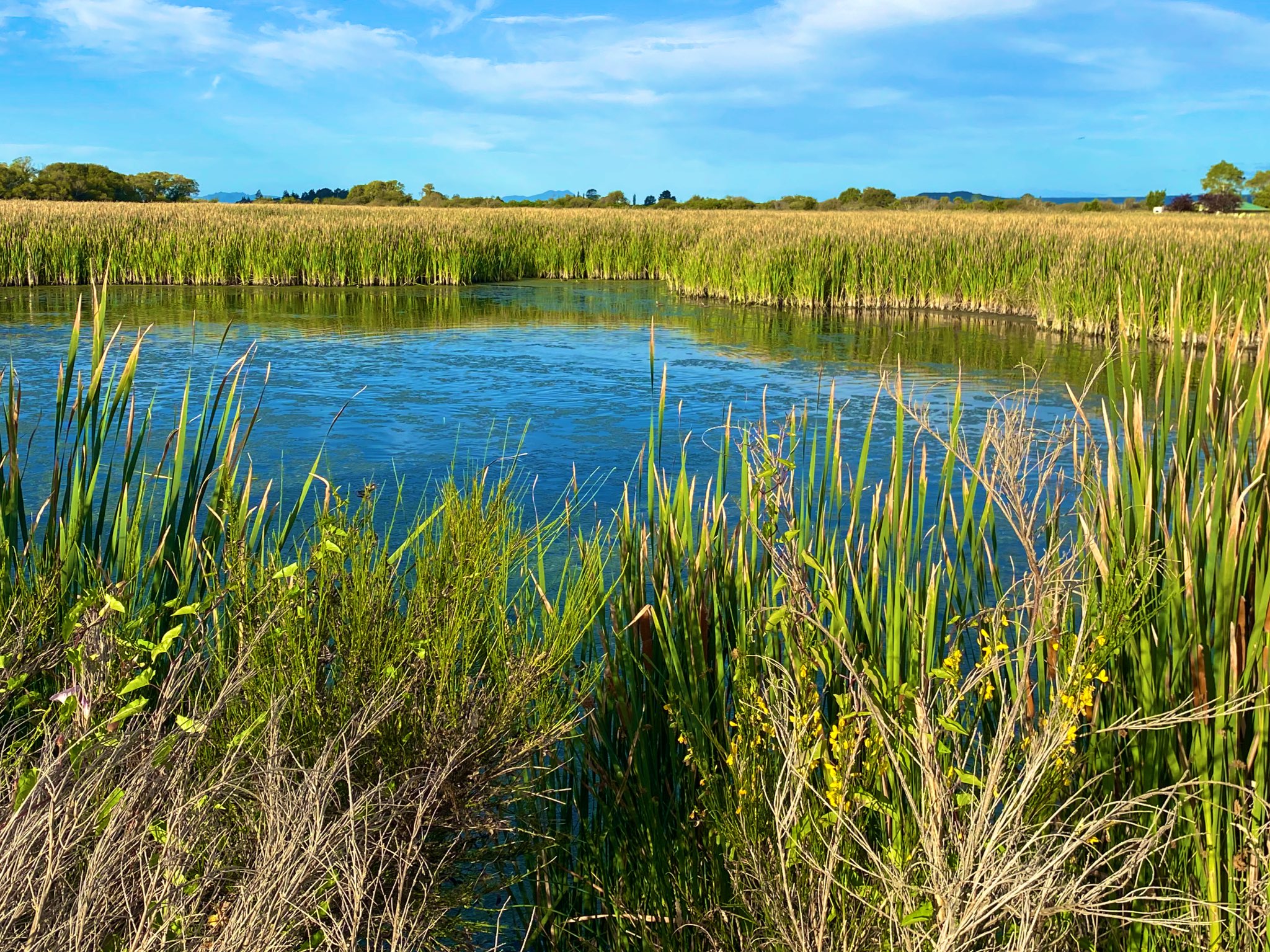 Shallow Water Wetlands