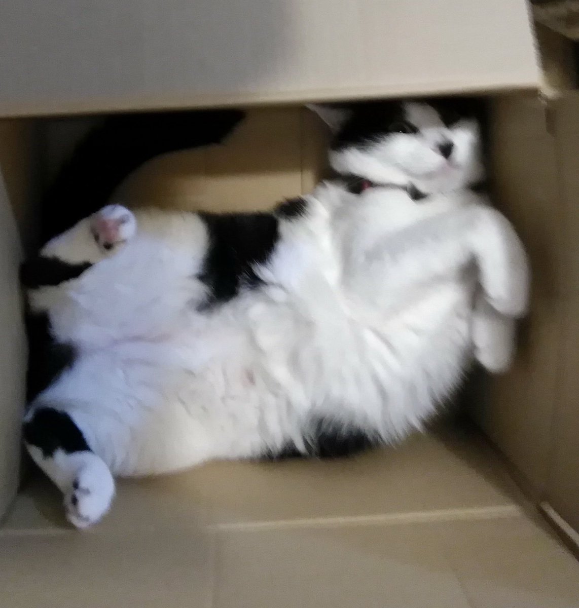 ももとら (@Momo_toramaru_) | Twitter