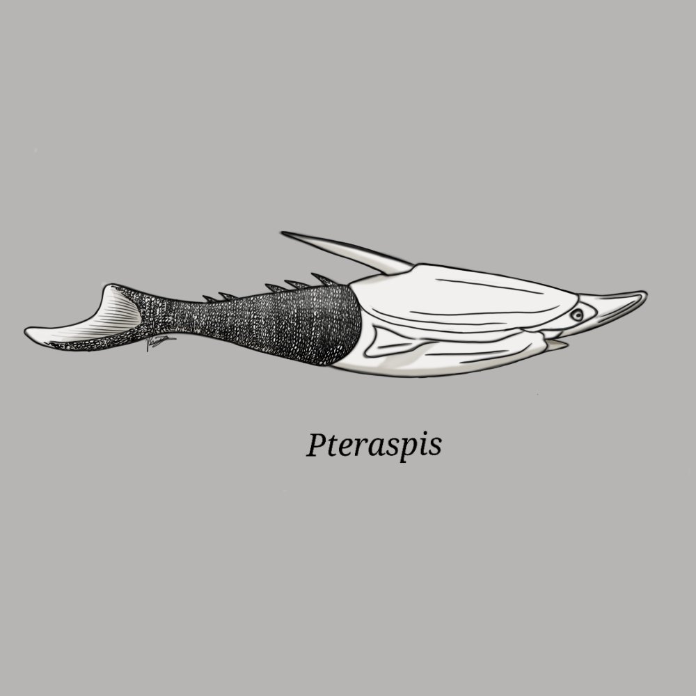 Pteraspis