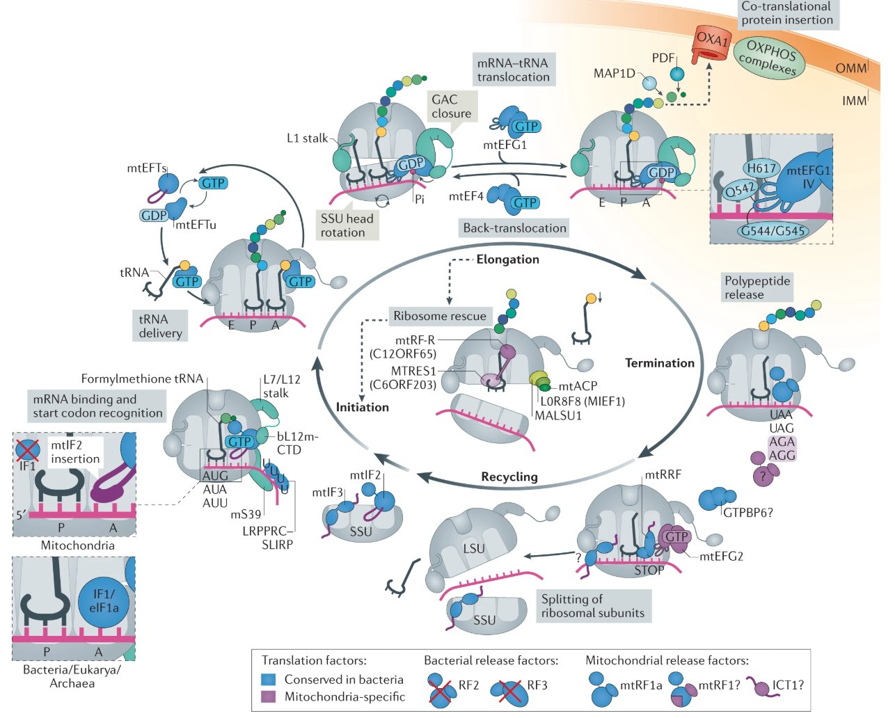 Frontiers Mitochondrial Protein Translation: Emerging Roles, 51% OFF