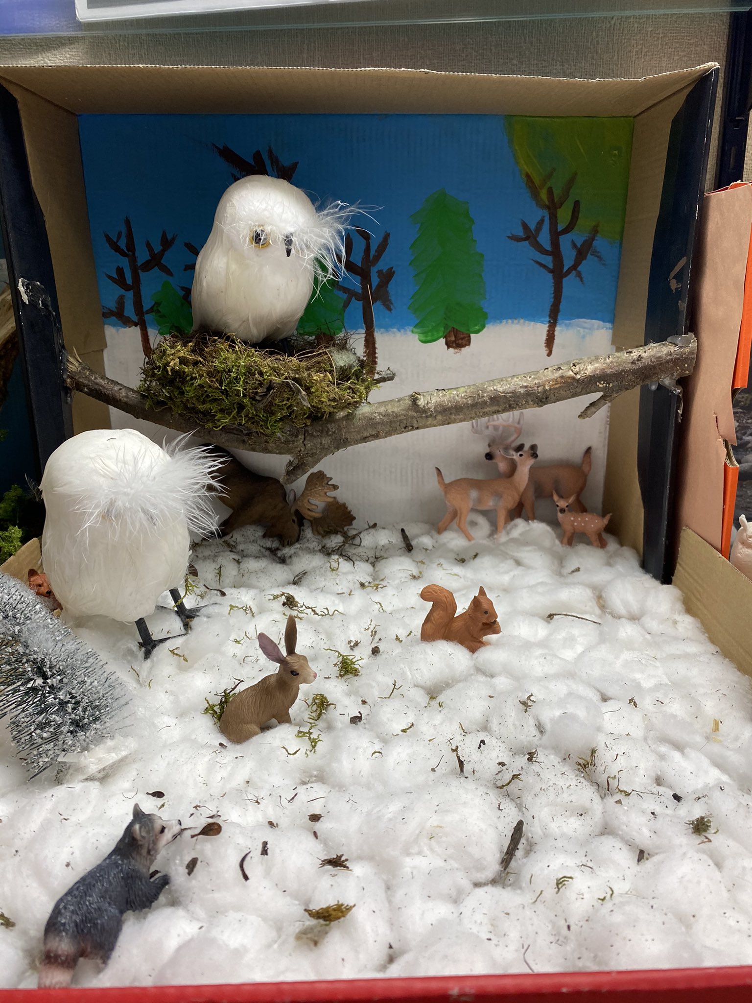 Snowy Owl Habitat Diorama