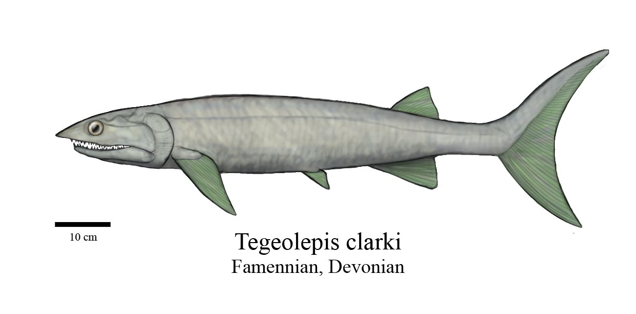 Devonian Bony Fish