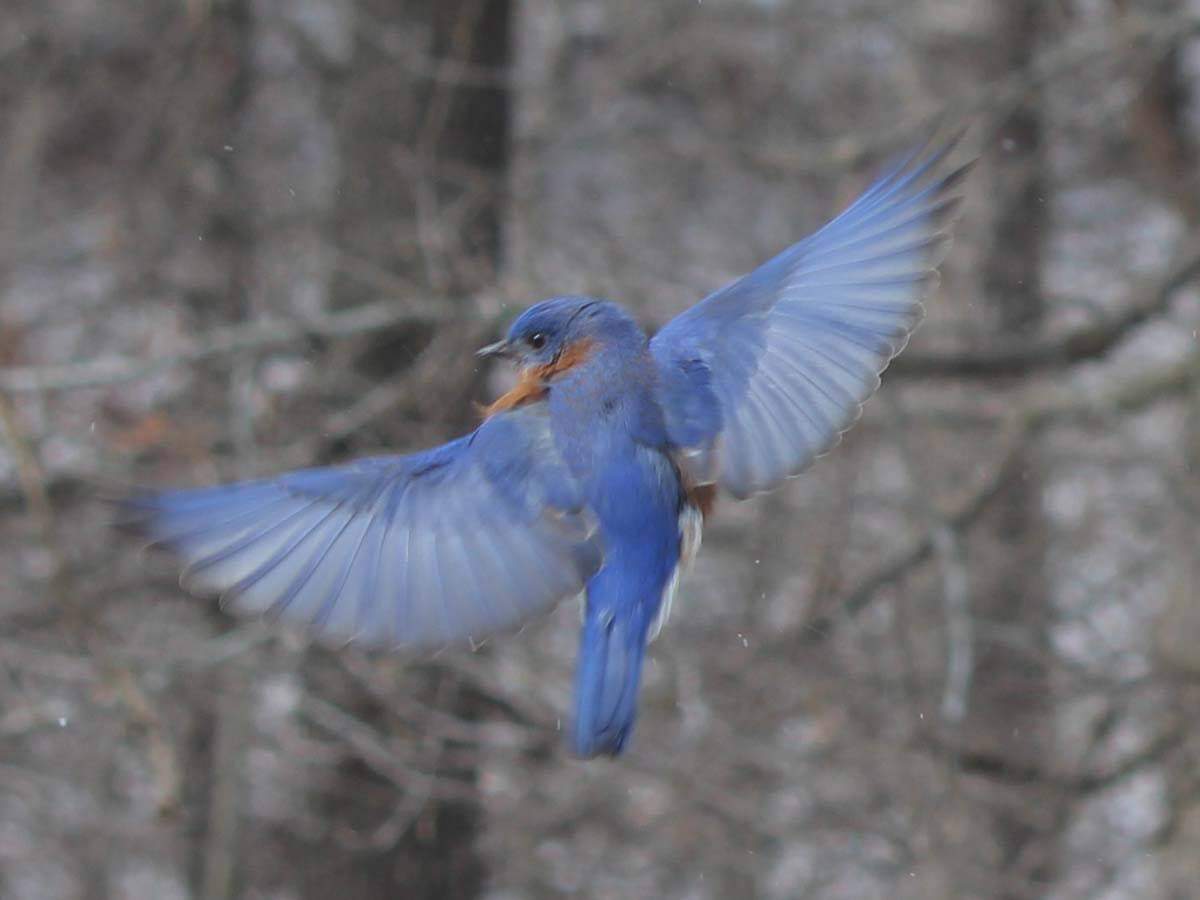 Eastern Bluebird In Flight