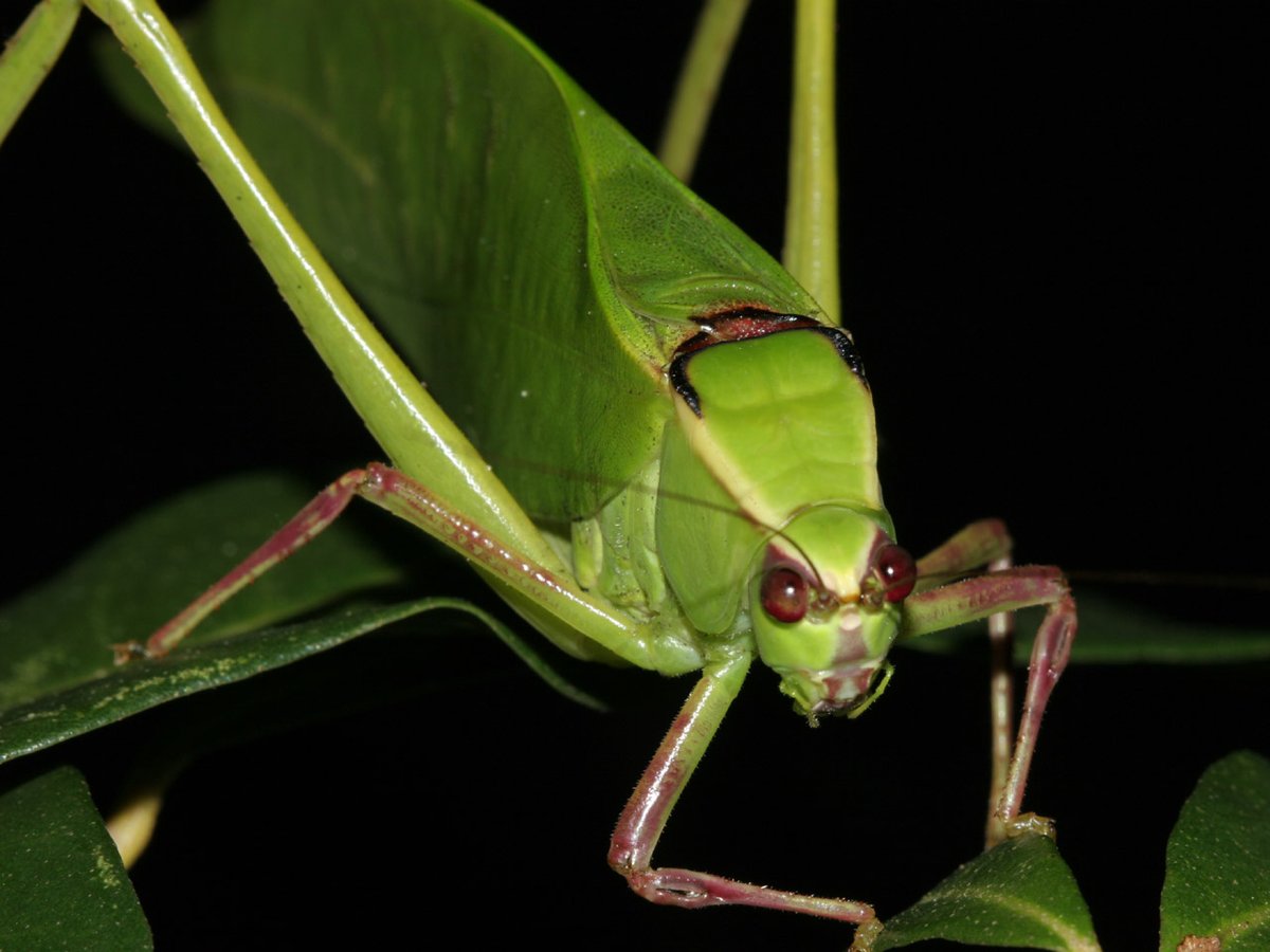 Giant Katydid