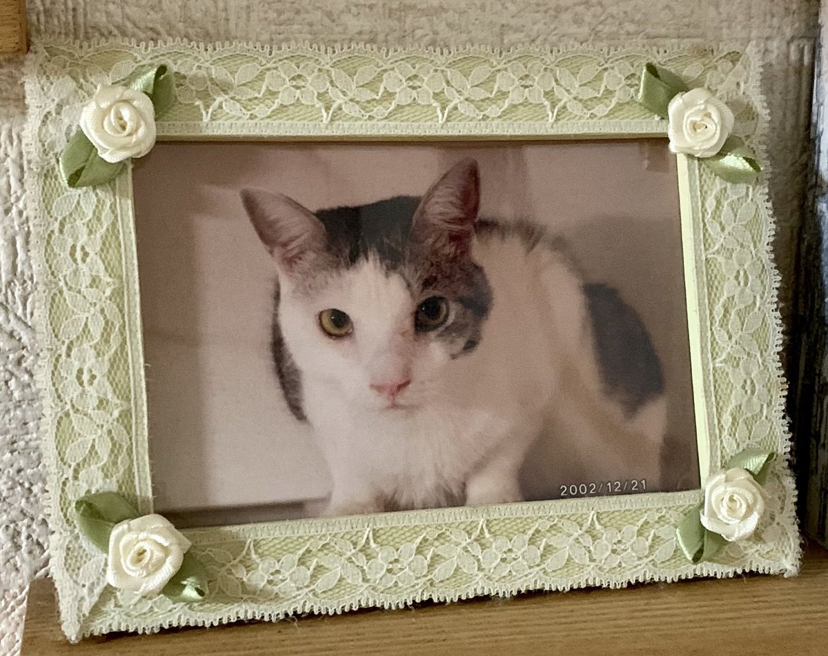 ももとら (@Momo_toramaru_) | Twitter