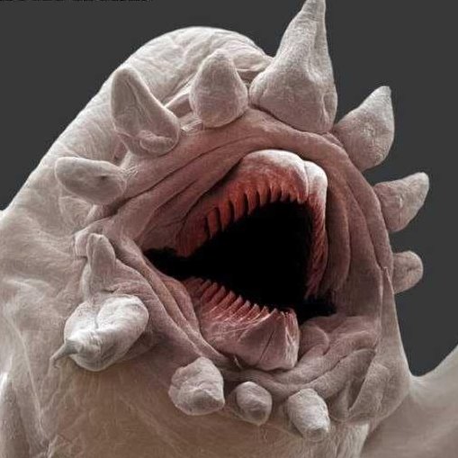 Gusano Bajo Microscopio Real