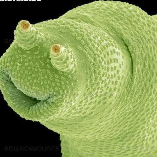 Gusano Bajo Microscopio Real