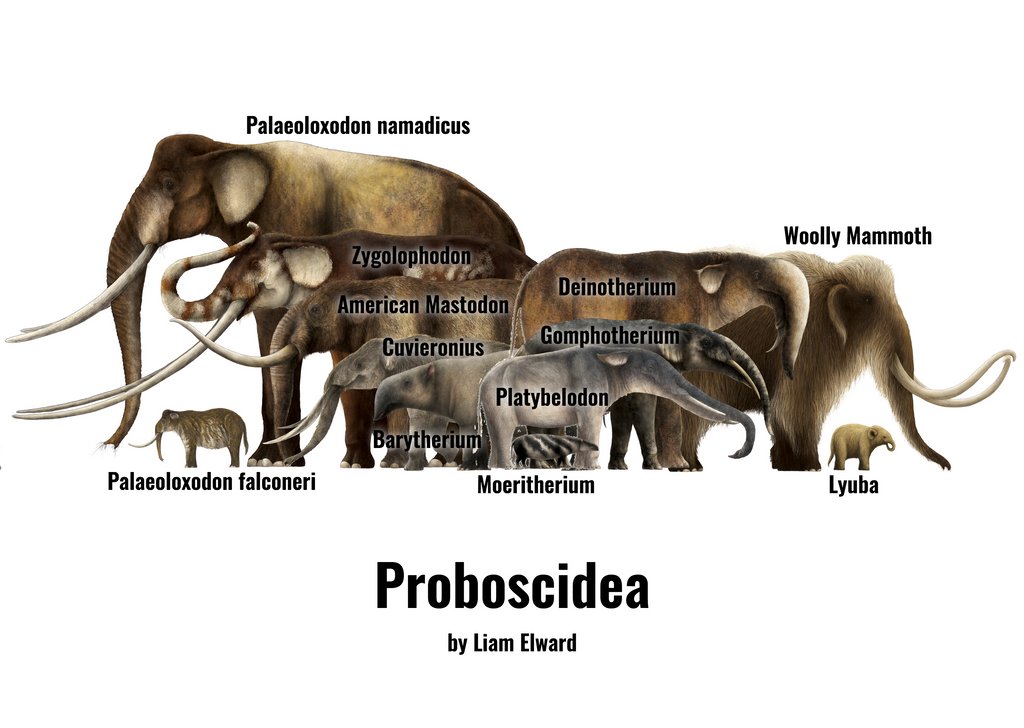 Mammoth Vs Elephant Vs Mastodon