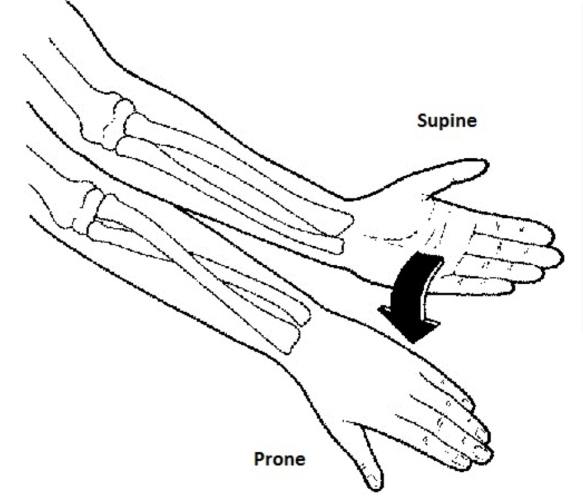 Supine Hand