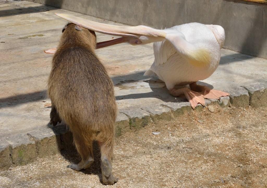 Capybara Bite