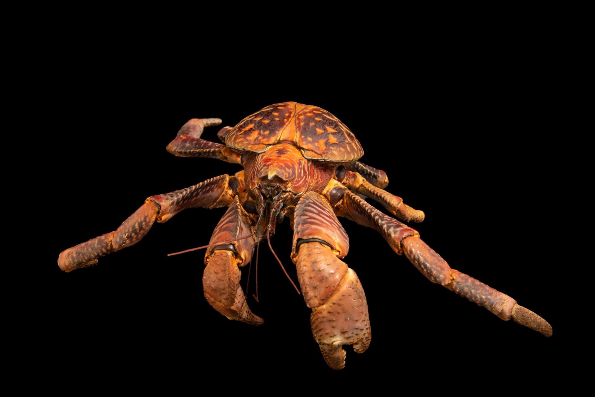 Giant Coconut Hermit Crab